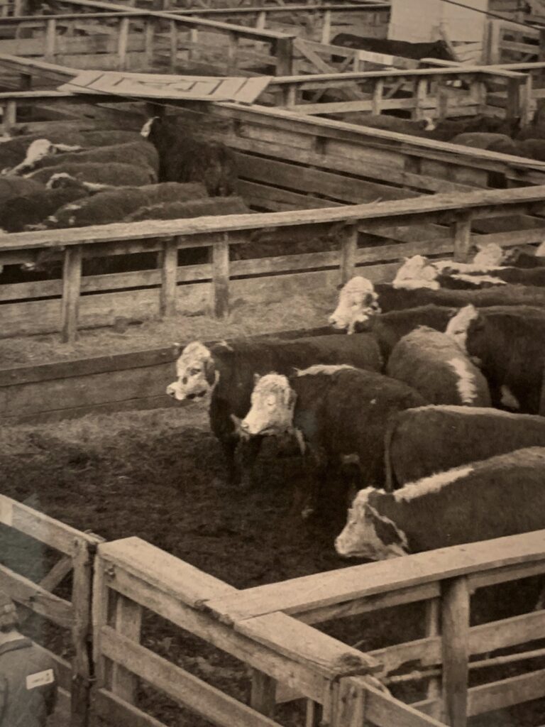 History | Producers Livestock