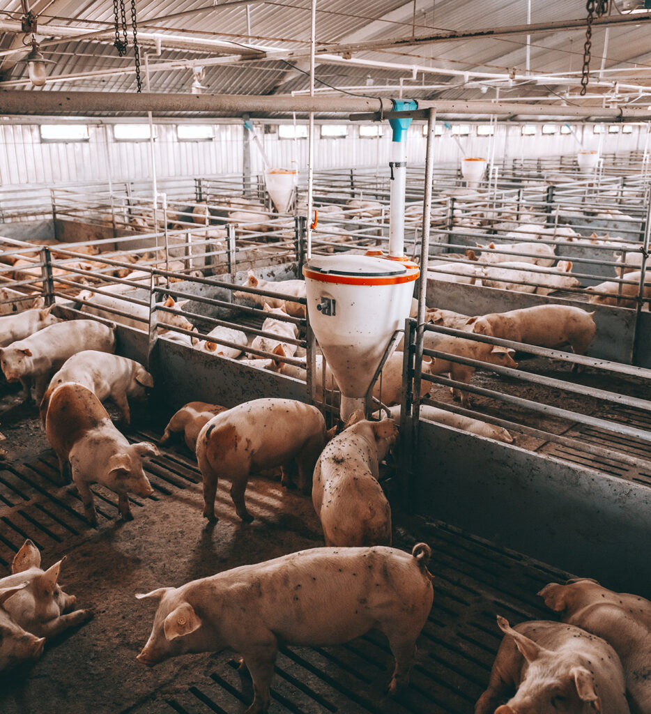 Producers Livestock | Livestock Marketing, Commodities & Credit